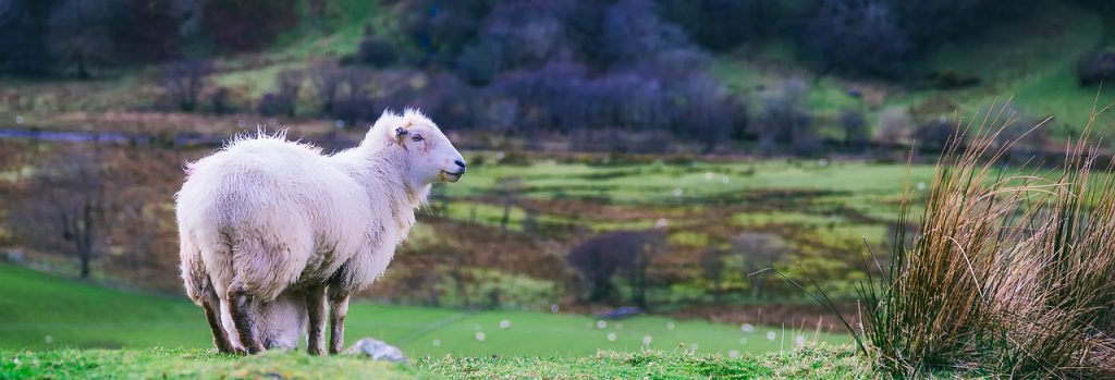 That One Sheep – I'm not like other people…